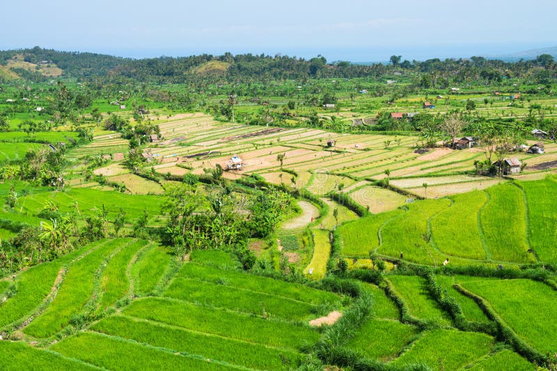 Green Plantation of Ceylon Tea Stock Image - Image of agricultural ...