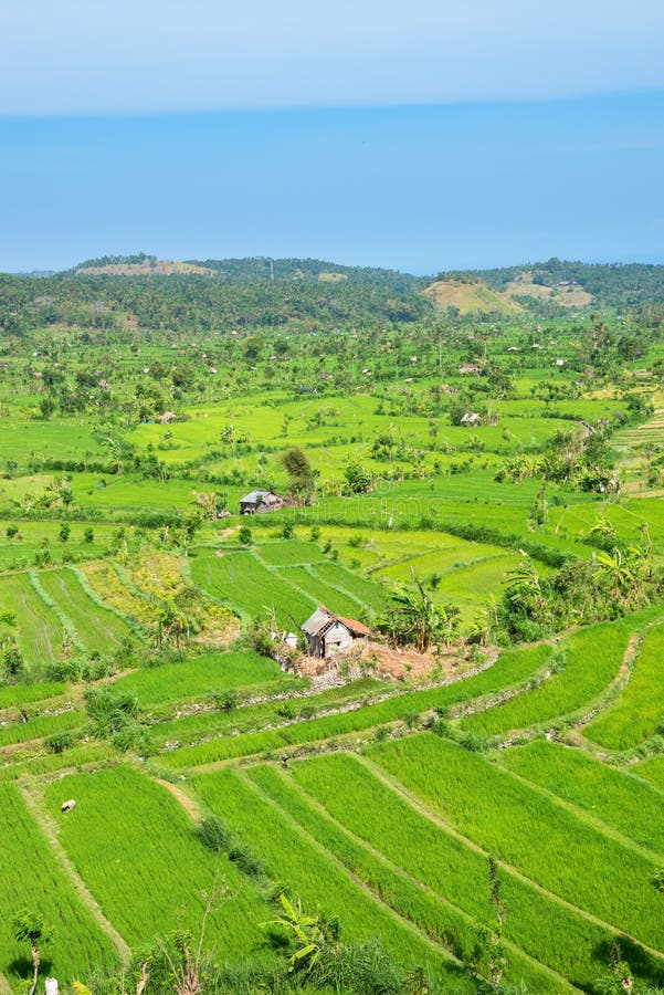 Green rice fields terraces stock image. Image of east - 27668373