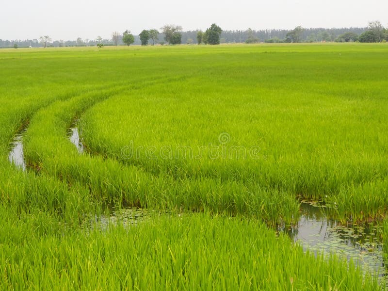 Green rice fields stock image. Image of fields, nature - 142135613