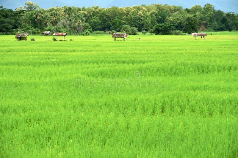 Green Rice Fields in Thailand Stock Photo - Image of hill, gradient ...