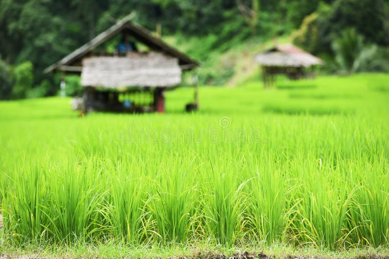 Green Rice Fields in Thailand Stock Image - Image of grains, knowledge ...