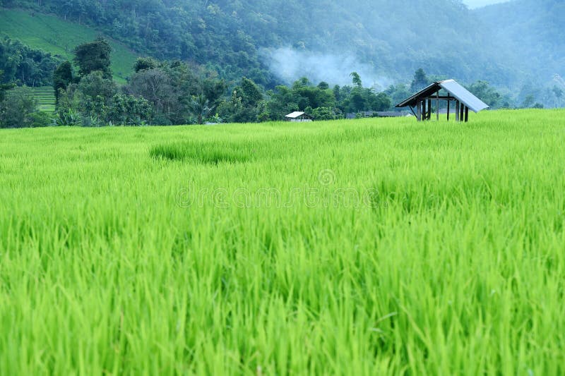 Green Rice Fields in Thailand Stock Photo - Image of food, intellect ...