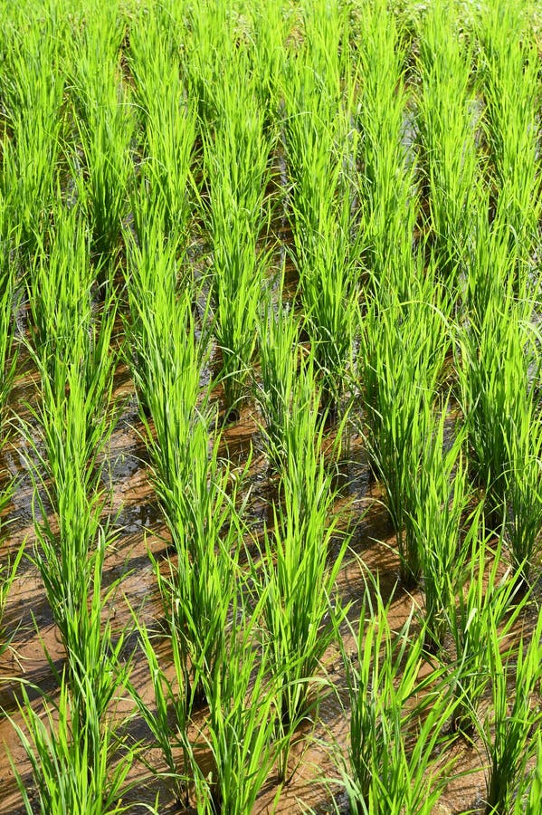 Green Rice Fields in Thailand Stock Photo - Image of east, food: 61167044