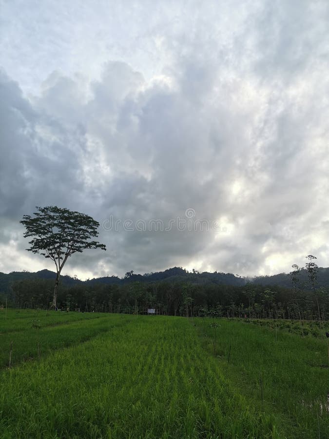 A Green Rice Fields from Thailand and Tropical Forest Stock Image ...