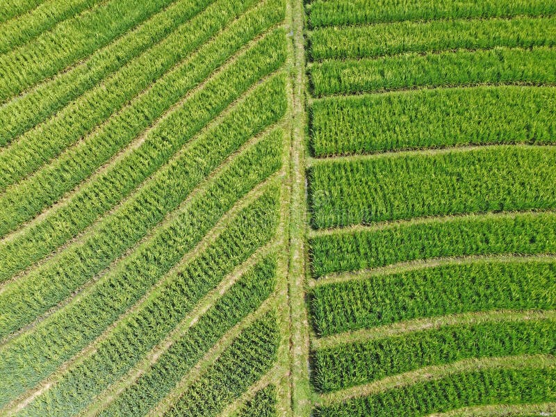 Green rice fields top view stock photo. Image of rice - 184336718