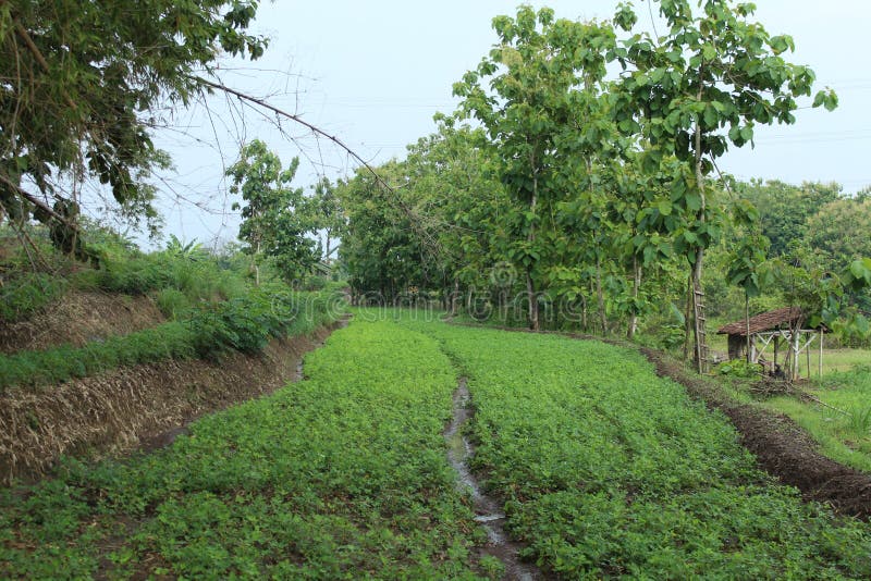Green Rice Fields with a Unique Terracing Method Stock Photo - Image of ...
