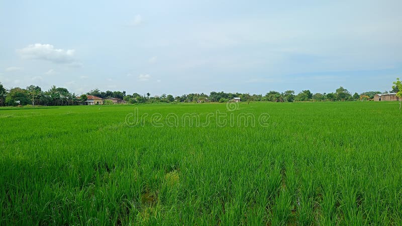 Green Rice Fields in a Village in North Sumatra, Indonesia Stock Image ...