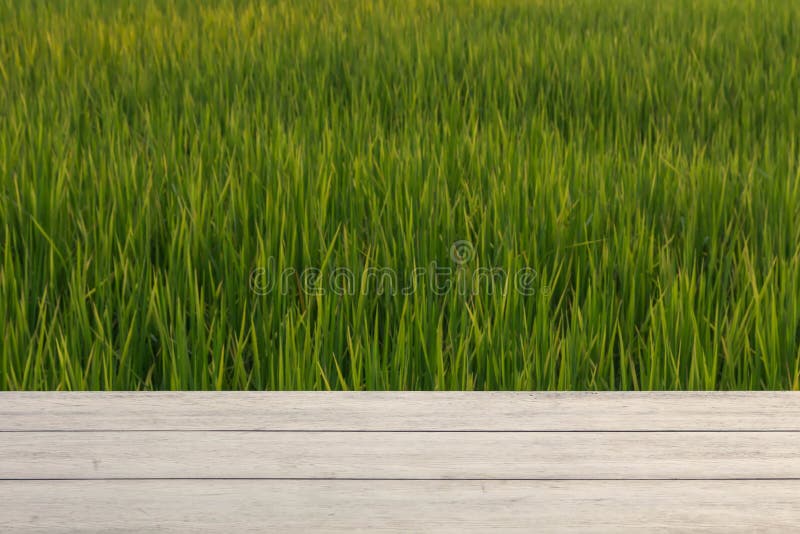 Green Rice Fields and Wooden Table for Display Products Stock Photo ...