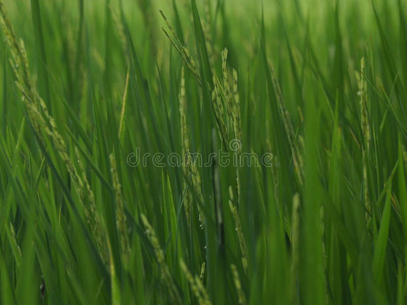 Green Rice File before Harvest in Summer Stock Image - Image of ...