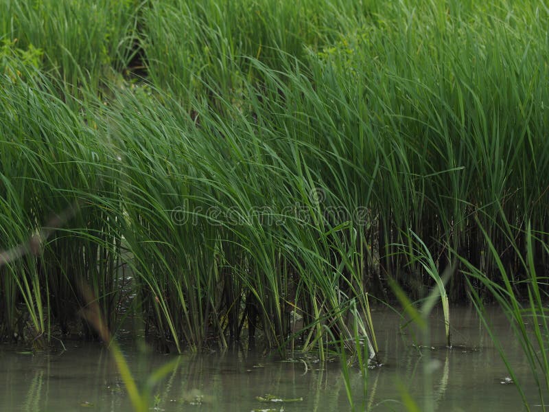 Green Rice File before Harvest in Summer Stock Photo - Image of outdoor ...