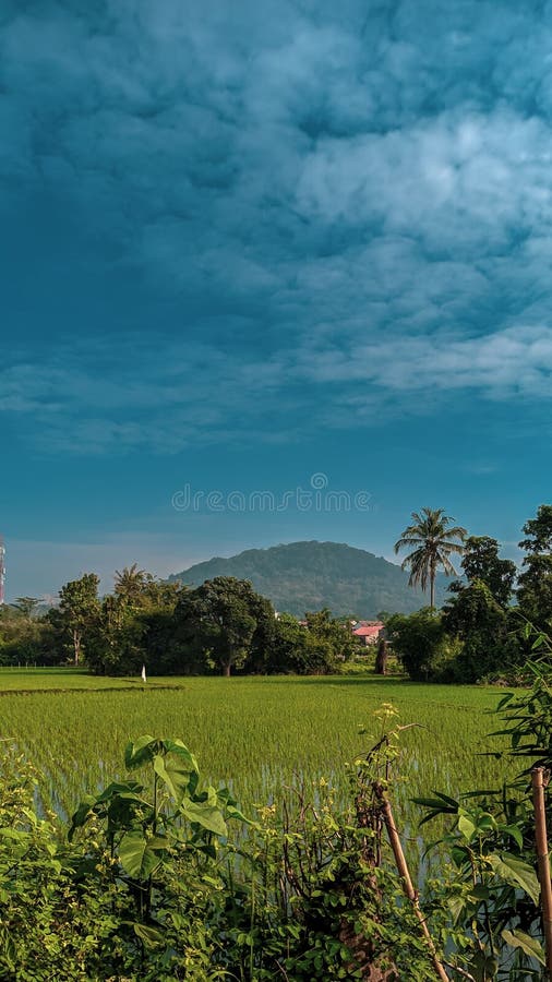 Green Rice Filed at Sunny Day Stock Photo - Image of rice, filed: 202604334