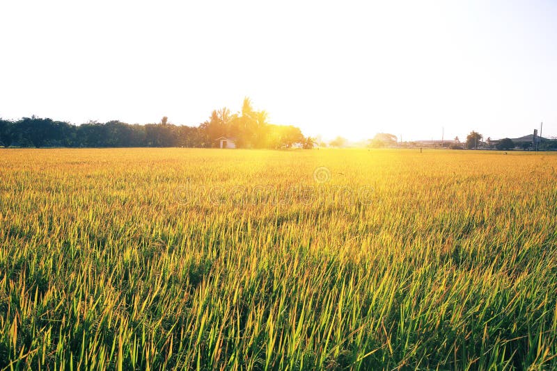 Green rice grain grow stock image. Image of leaf, landscape - 50680177