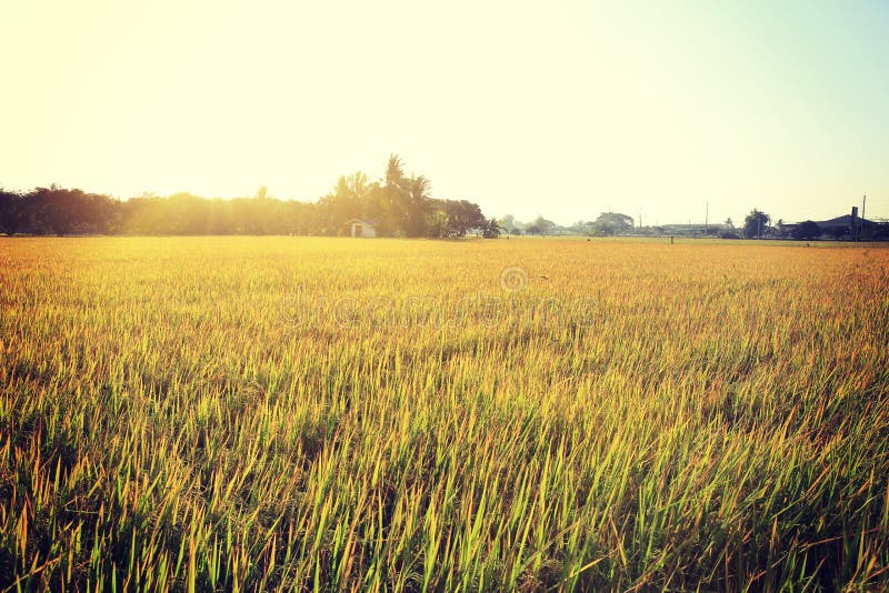 Green rice grain grow stock image. Image of botanic, growth - 50994391