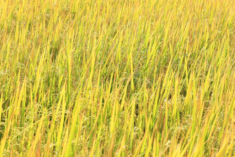 Green rice grain grow stock image. Image of grow, farmland - 50995097