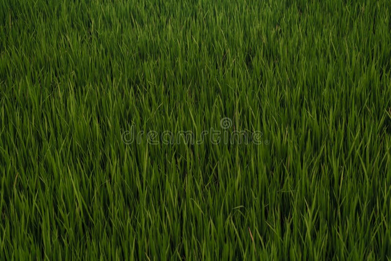 Top View Rice Fields Textures Stock Image - Image of high, asia: 134637141