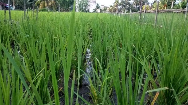 Green rice stock image. Image of meadow, grassland, produce - 226914829