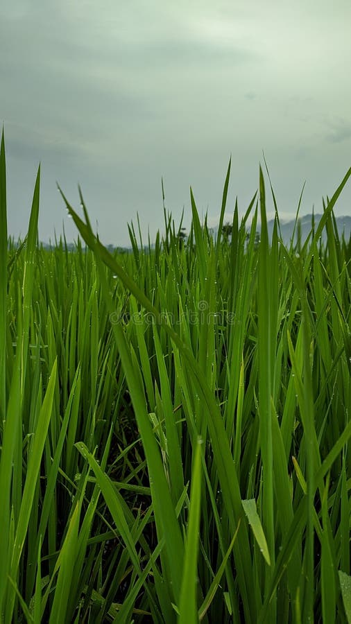 Green Rice Growing in Asian Rice Fields Stock Image - Image of shrub ...
