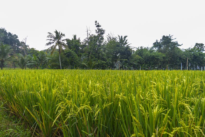 Green Rice Grows in the Middle of Rice Fields, Rice Farming Stock Image ...