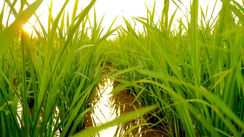 Green Rice Large in the Morning Sun. Stock Image - Image of ...