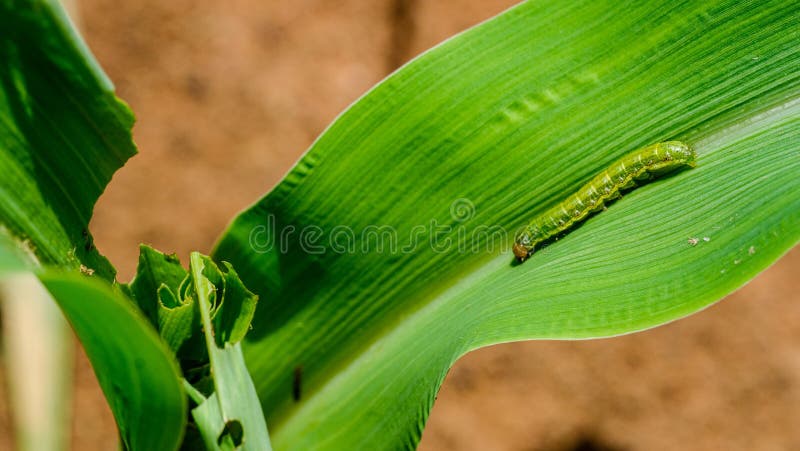 Green Rice Leaf Worm Damaging the Fresh Leaves of the Rice Plant on the ...