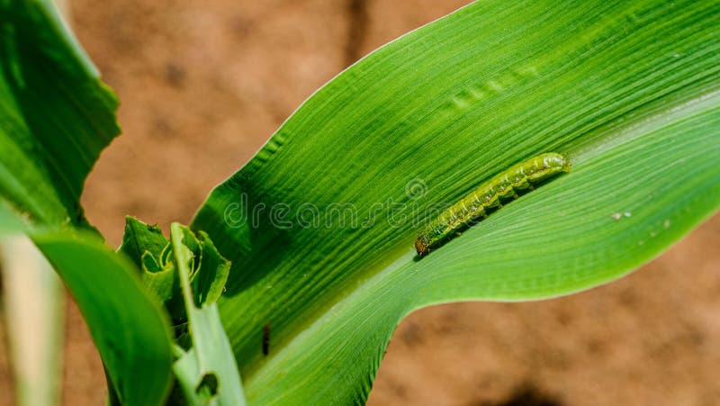 Green Rice Leaf Worm Damaging the Fresh Leaves of the Rice Plant on the ...