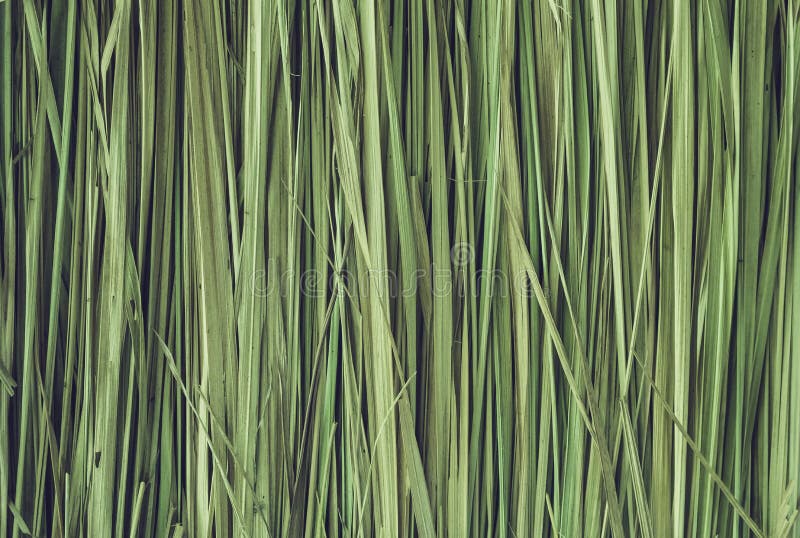 Green Rice Leaves Background Texture Stock Photo - Image of effect ...