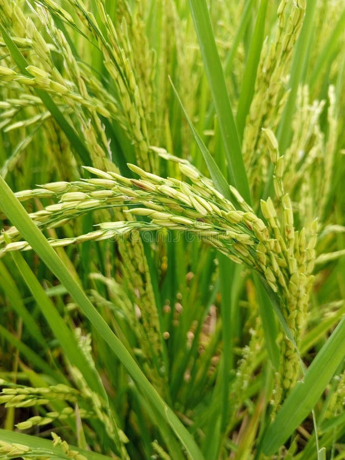The Green Rice Leaves Make it Stunning Stock Image - Image of leaves ...