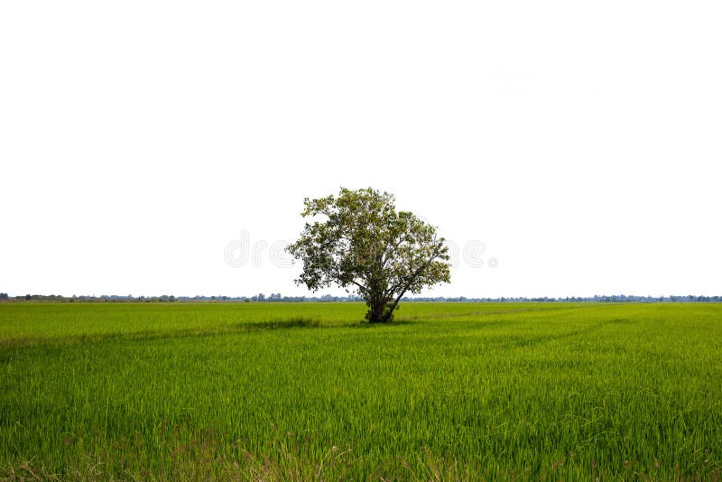 Green of Rice Leaves in Paddy Rice Field. on White Background. Stock ...