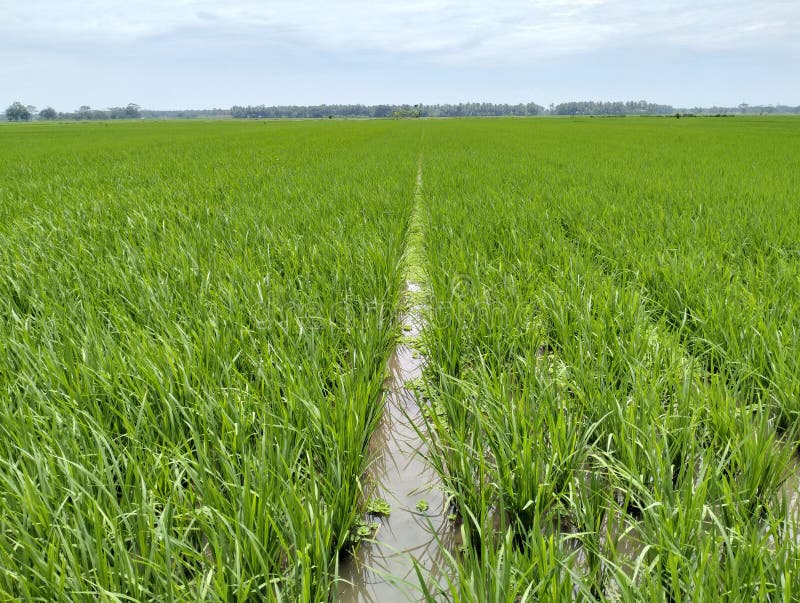 Green Rice Leaves that Stretch Across the Lush Paddy Fields Stock Image ...