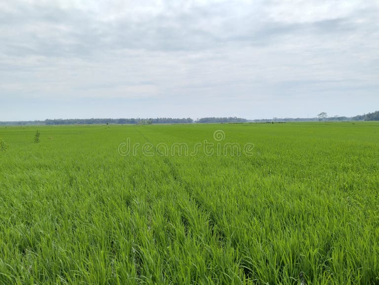 Green Rice Leaves that Thrive in the Fields Stock Image - Image of ...