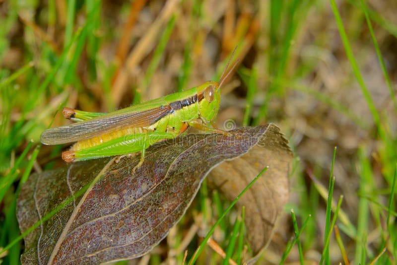 Rice loctus stock photo. Image of hopper, green, grass - 280502298