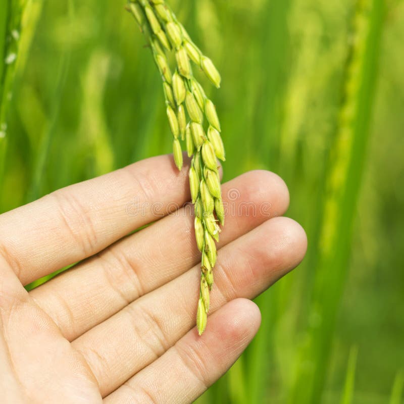 Green rice in man hands stock image. Image of landscape - 43712499