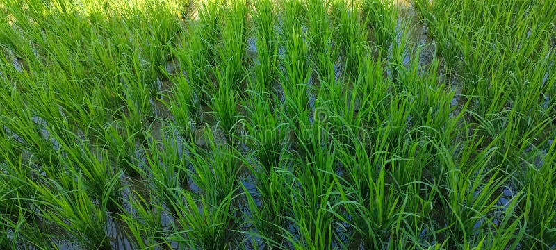 The Green Rice in the Morning is Bright and Beautiful Sparkling Stock ...