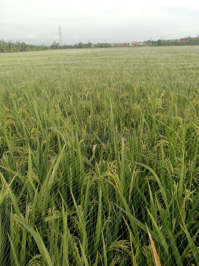 Green rice with netting stock photo. Image of extensive - 367594790
