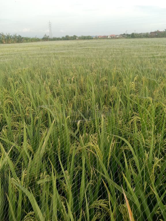 Green rice with netting stock photo. Image of extensive - 367594790