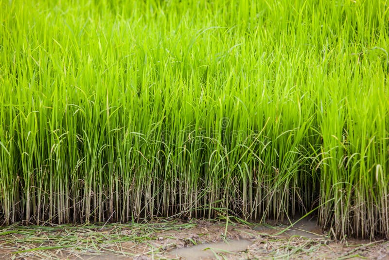 Green Rice Paddy Field with Mud Stock Photo - Image of landscape ...