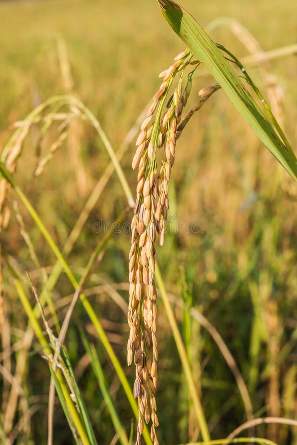 Green Rice Paddy in the Field Rice. Stock Image - Image of beautiful ...