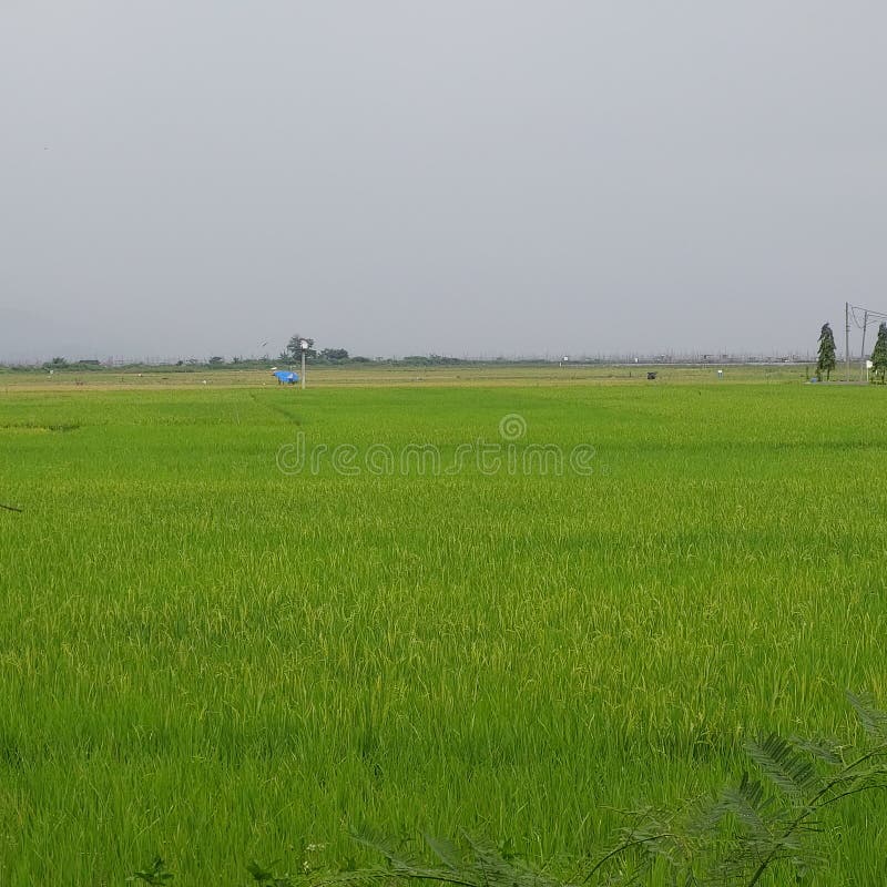 Green rice in paddy fields stock image. Image of grassland - 264979637
