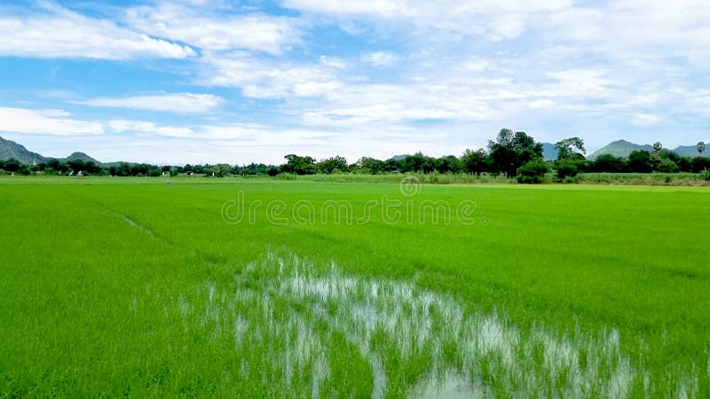 Green Rice Paddy Fields at the Countryside of Thailand Stock Footage ...