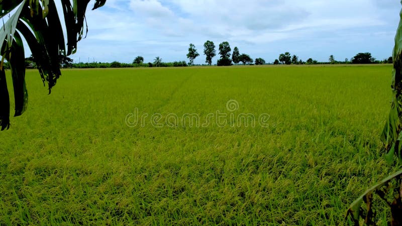 Green Rice Paddy Fields at the Countryside of Thailand Stock Video ...