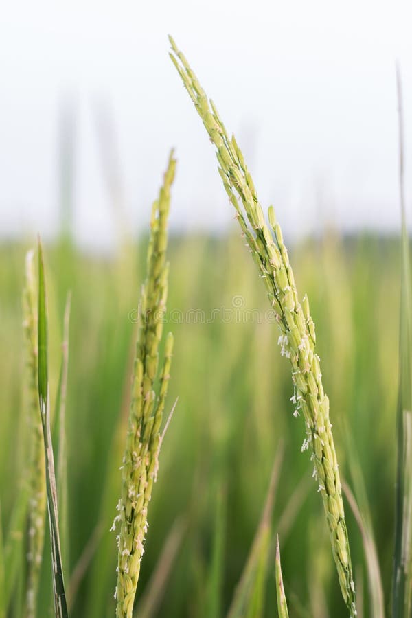 Green rice paddy stock image. Image of farming, farmer - 111310349