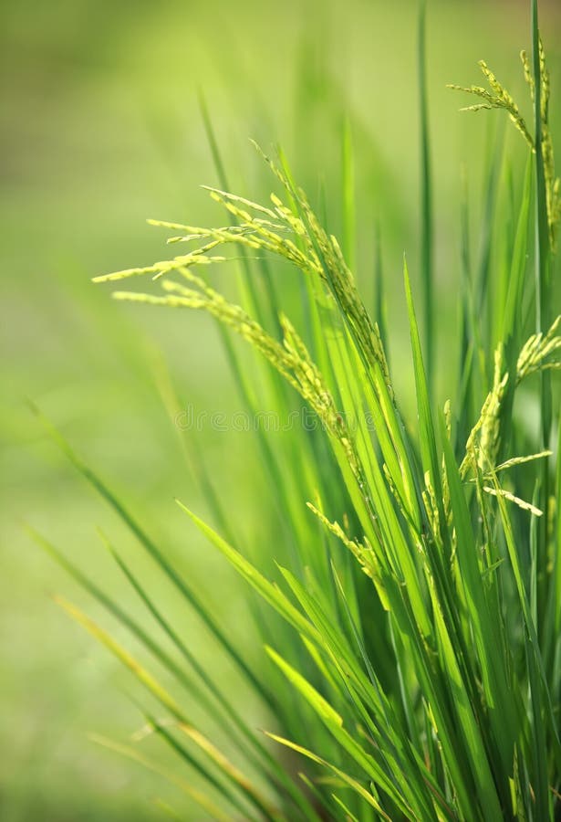 Green rice paddy plant stock photo. Image of natural - 23377888