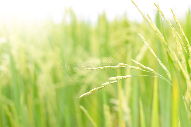Green Rice Paddy on Rice Plant and Sun Light Stock Image - Image of ...