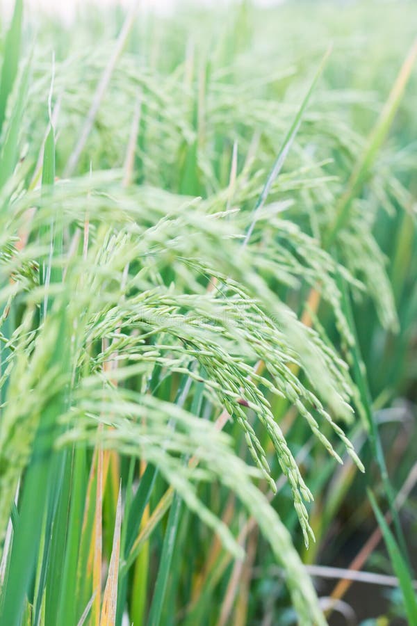 Green rice paddy stock photo. Image of farmer, grain - 107848500