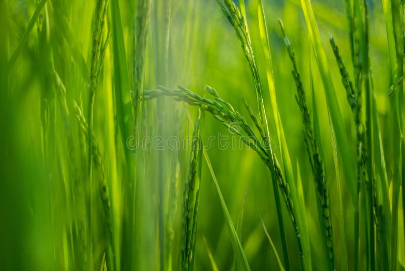 Green Rice Paddy Ripening in the Field Stock Photo - Image of paddy ...
