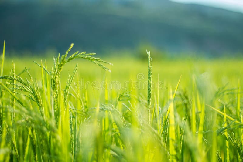 Green Rice Paddy Ripening in the Field Stock Image - Image of ...