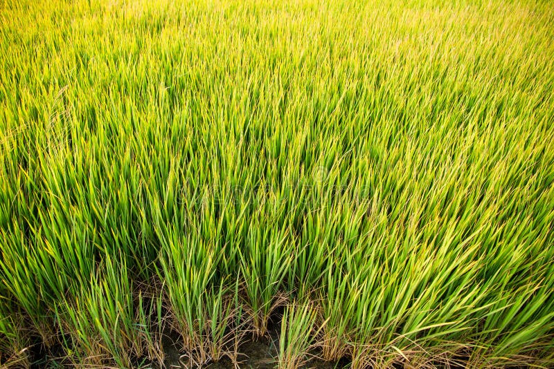 Green Rice Paddy in Thailand Stock Image - Image of cereal, farm: 62809215