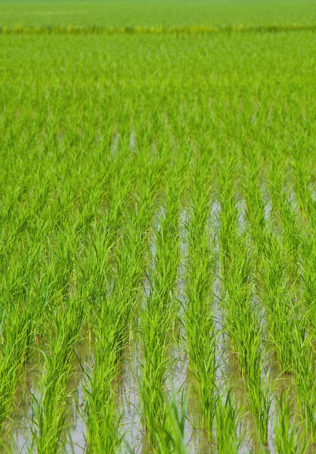 Green rice , plant stock photo. Image of organic, cultivation - 25297728