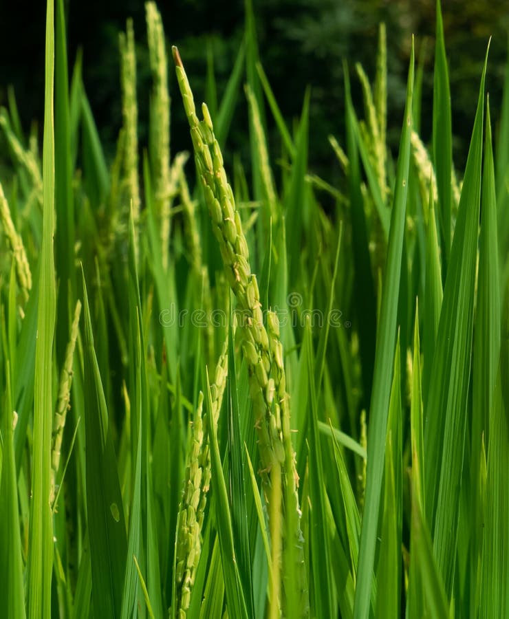 Green Rice Plant in TheRice Field Stock Image - Image of plant, rice ...