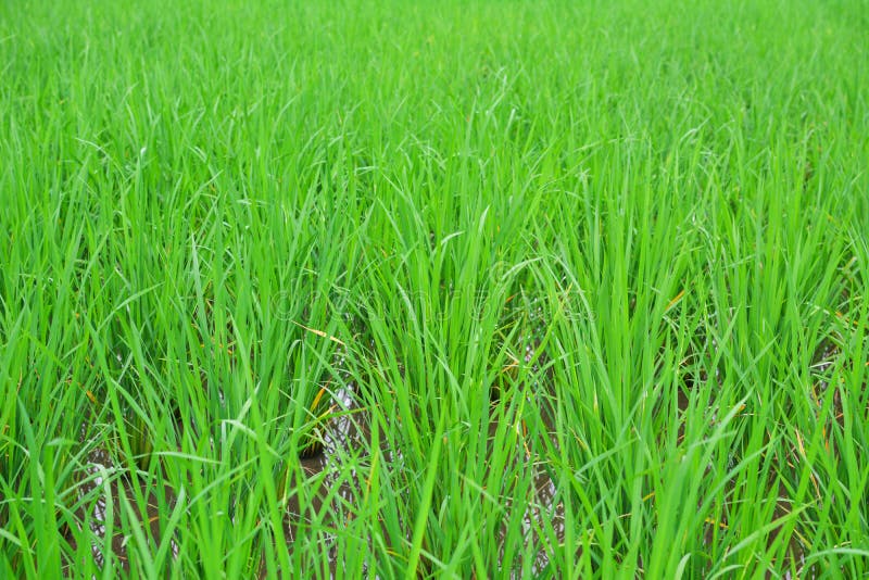 Green rice plant stock image. Image of crop, plants, growth - 99752929